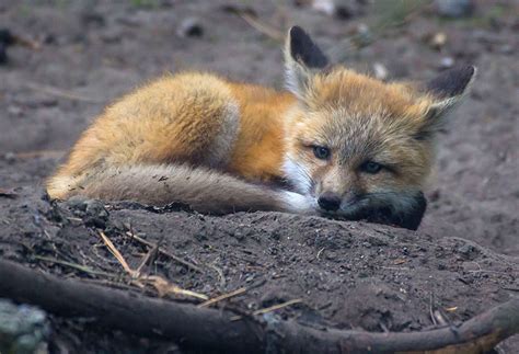 Red Foxes Habitat Learning The Fox Trot In Pursuit Of The