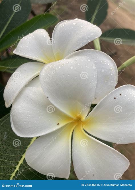 Champa Flower In English Word At Becky Craig Blog