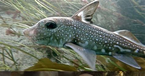 The Spotted Ratfish ️ Album On Imgur