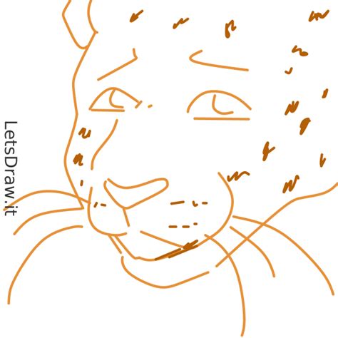How To Draw Leopard Df Ftd Png LetsDrawIt