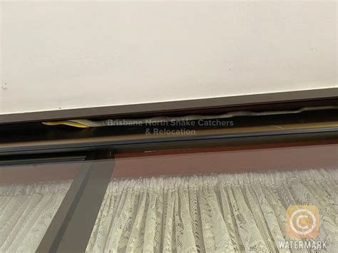 Common Tree Snake Dendrelaphis Punctulata Harmless Non Venomous