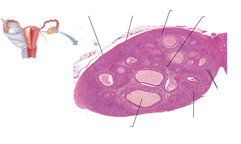 Ovary Medulla Histology