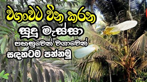 කරදරකාරි සුදු මැස්සාගෙන් වගාව මේ ආකාරයට ආරක්ෂා කරගමු Govigedara Youtube