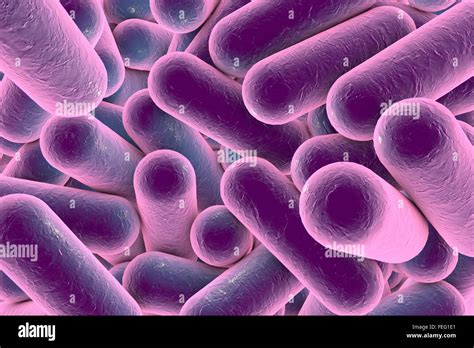 Illustration Of Rod Shaped Bacteria Rod Shaped Bacteria Include Escherichia Coli Salmonella