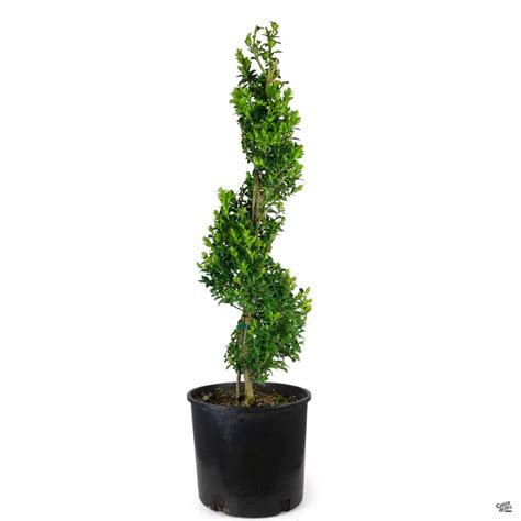Boxwood Green Mountain Spiral Topiary — Green Acres Nursery And Supply