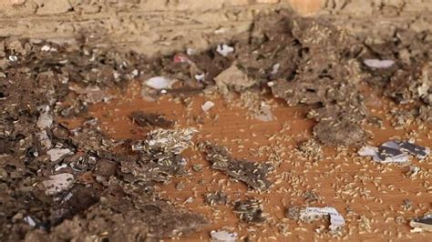 รูปภาพisoptera เลือกดูภาพถ่ายสต็อก เวกเตอร์ และวิดีโอ1333 Adobe Stock