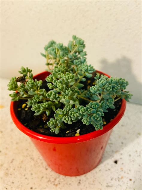 Sedum Brevifolium Succulents World