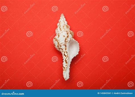 Exotic Mollusc Shell On A Red Background Stock Image Image Of Ocean Mollusc 145843341
