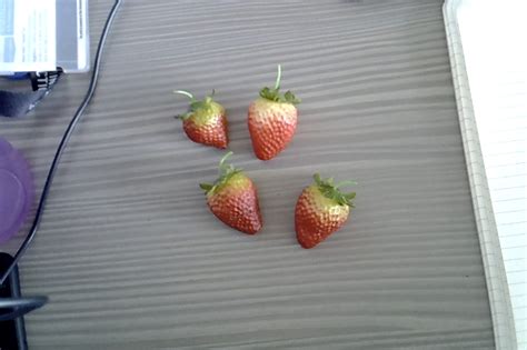 strawberries object detection dataset and pre trained model by