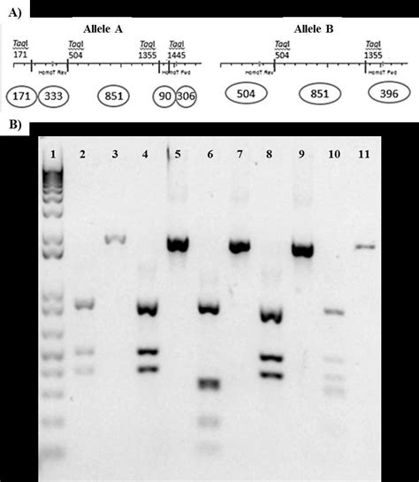 Characterization Of Clones By Pcr And Restriction Analyses A In