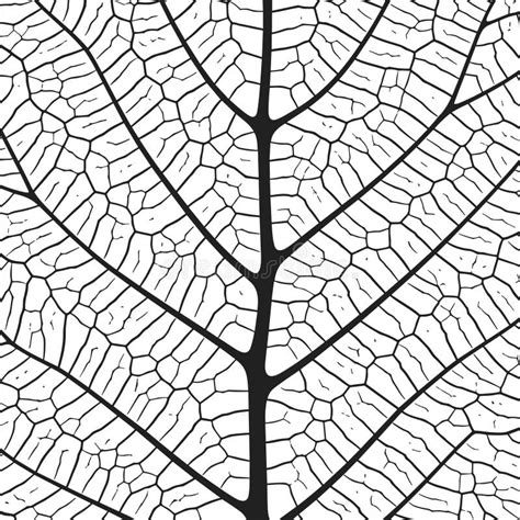 Leaf Vein Texture Abstract Background With Close Up Plant Leaf Cells Ornament Texture Pattern
