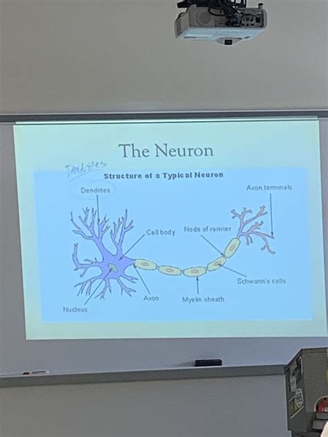 Psychology Diagram 1 • Single Nerve Cell • Neuron • Nerve Cells That Are The Building Blocks Of
