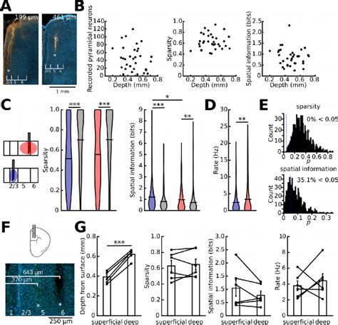 Spatial Tuning Emerges Across Cortical Layers A Histology Of Probe Download Scientific