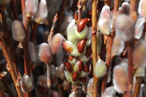 Pussy Willow Deborah Silver Co