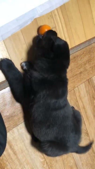 귤이 무서운 어린 깜재 Youtube