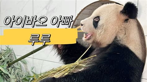 야생판다 출신 아이바오 아빠 루루 근황 Youtube