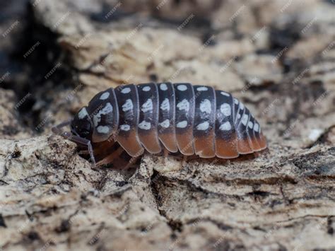 Premium Photo Isopod In Nature Insect Bug Bivalve