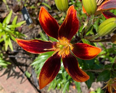 Lilium Asiatic Mapira At Meagan Brown Blog