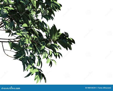 3d Rendering Of A Foreground Tree Branch Isolated On White Background