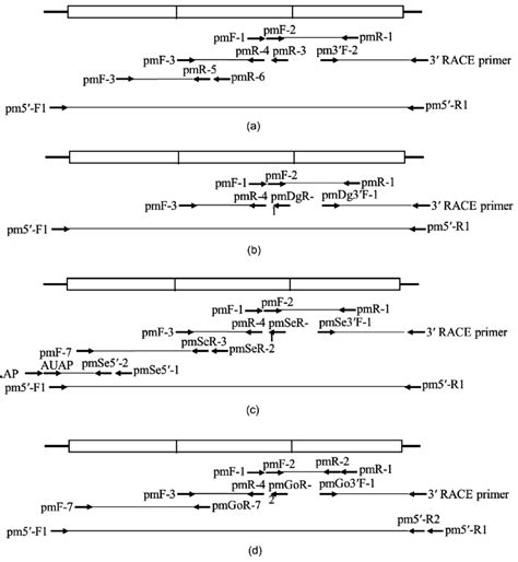 Schematic Representation Of The Pcr Strategy Used For The Full Length