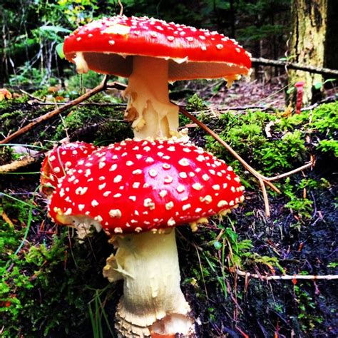 Top Edible Wild Mushrooms At Isla Lascelles Blog