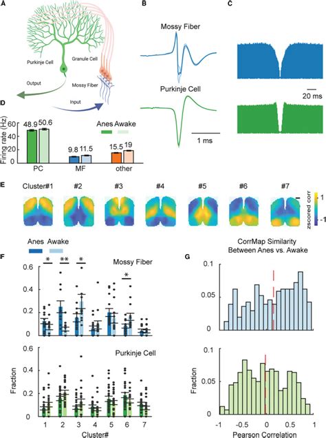 Decoding State Dependent Cortical Cerebellar Cellular Functional