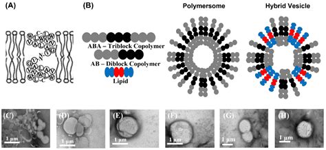 Characterization Of Gramicidin A In Triblock And Diblock Polymersomes And Hybrid Vesicles Via