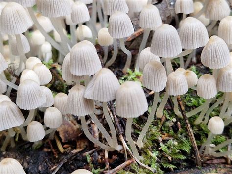 Faculty Of Science Is Recruiting Assistant Professors In Biodiversity Department Of Ecology