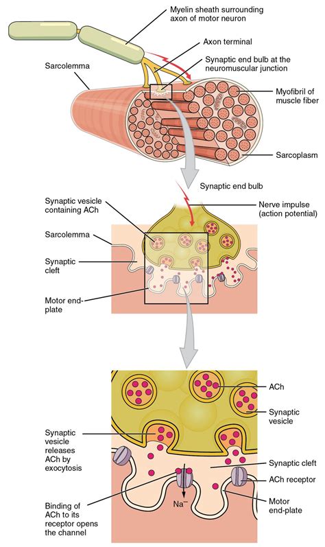 Quantal Release Of Neurotransmitter And Evidence For Vesicular Release Developing Expertise In