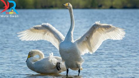 Panduan Lengkap Cara Ternak Angsa Di Indonesia Rekreartive