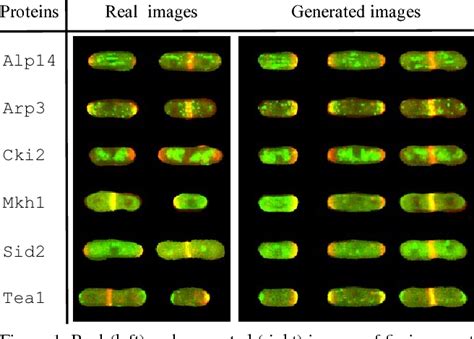 Figure 1 From Gans For Biological Image Synthesis Semantic Scholar
