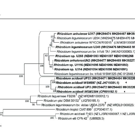 the maximum likelihood tree inferred from concatenated symbiotic genes