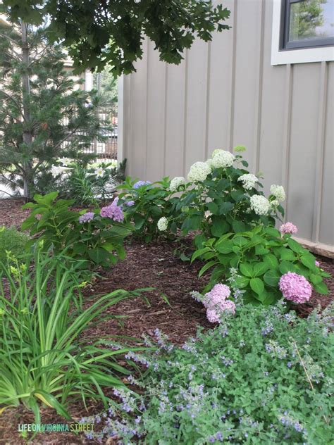 Клумба с гортензией схема 39 фото НА ДАЧЕ ФОТО