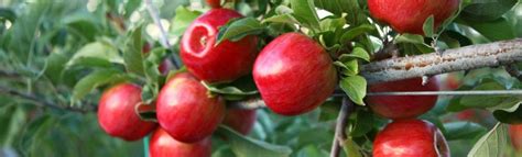 Fruit Trees Home Gardening Apple Cherry Pear Plum Aldi Fruit Trees