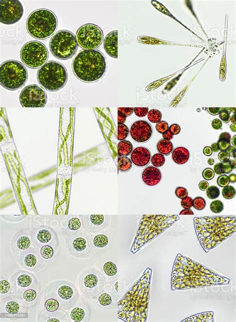 Microalgae Under Microscopic View Green Algae Cyanobacteria Phytoplankton Diatom Algae Mix