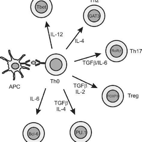T Helper Cell Differentiation T Helper Cell Differentiation Is Download Scientific Diagram