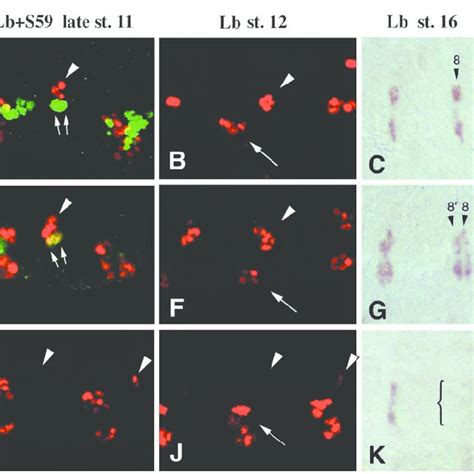 Cell Fate Transformations Upon Mutation And Ectopic Expression Of Slou