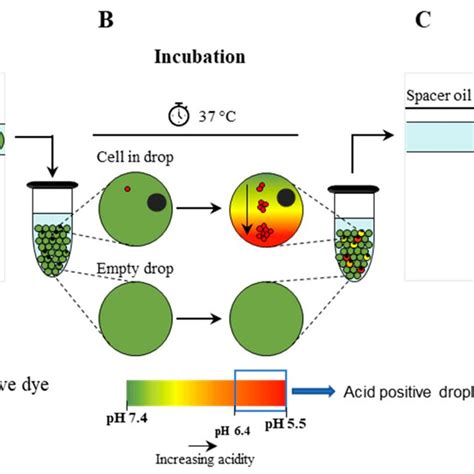 Schematic Overview Of The Droplet Microfluidic Single Cell Mba For Download Scientific Diagram