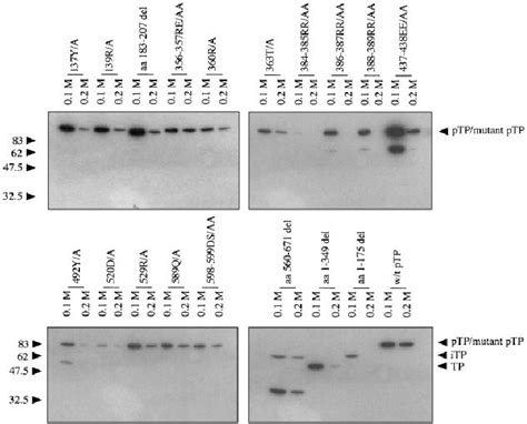 Ssdna Binding Assay Extract Containing 100 Ng Ptpmutant Ptp Was Download Scientific Diagram