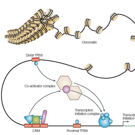 Figure Biology Of Dna Transcription Crm Denotes Cis Regulatory