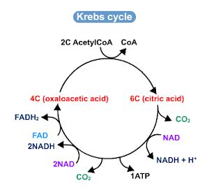 The Krebs Cycle Biology Notes For A Level