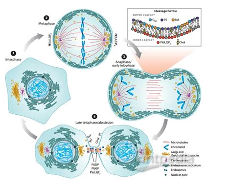 高中生物必修一•细胞的增殖 知乎