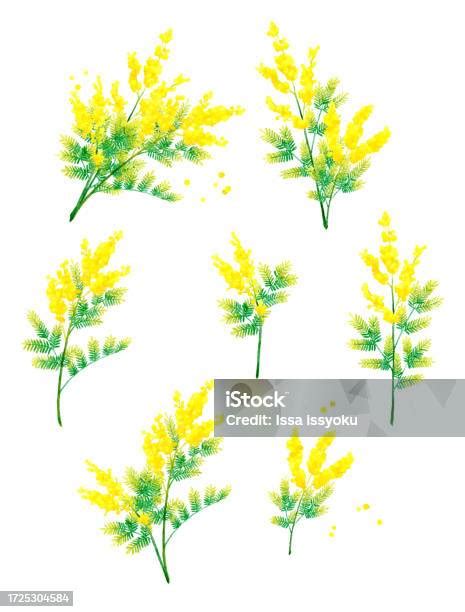 미모사의 클립 아트 세트입니다 손으로 그린 봄 꽃의 수채화 그림 3월에 대한 스톡 벡터 아트 및 기타 이미지 3월 4월 Fragrance Launch Istock