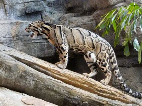 10 Interesting Leopard Facts My Interesting Facts