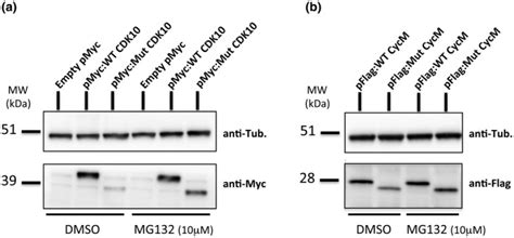 Functional Characterization Of Cdk10 And Cyclin M Truncated Variants Causing Severe