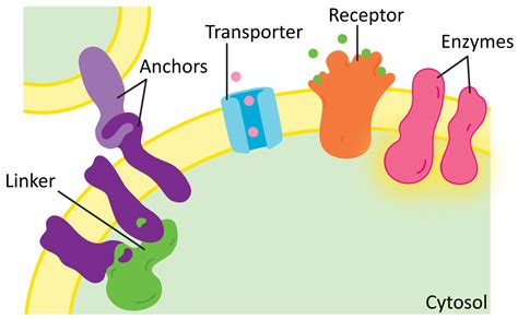 23 Structure And Function Of Membrane Proteins Biology Libretexts