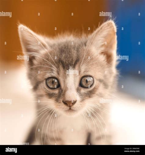 Little Kitties Playing Stock Photo - Alamy