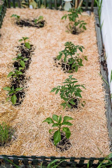 Gardenstraw Mini Premium Garden Mulch 100 Wheat Straw 05 Cuft