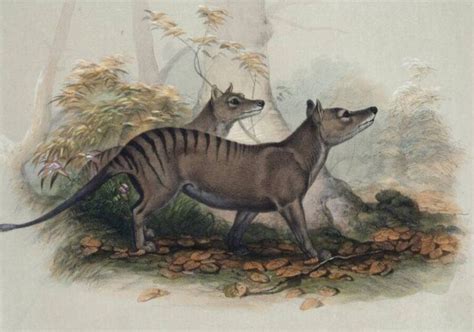 The History Of The Thylacine The Extinct Tasmanian Tiger Of Australia