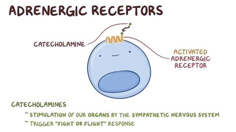 Adrenergic Receptors Video Causes And Meaning Osmosis